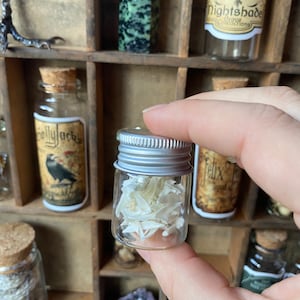 Miniature Bones in a Jar, Oddities and Curiosities, Animal Remains ...
