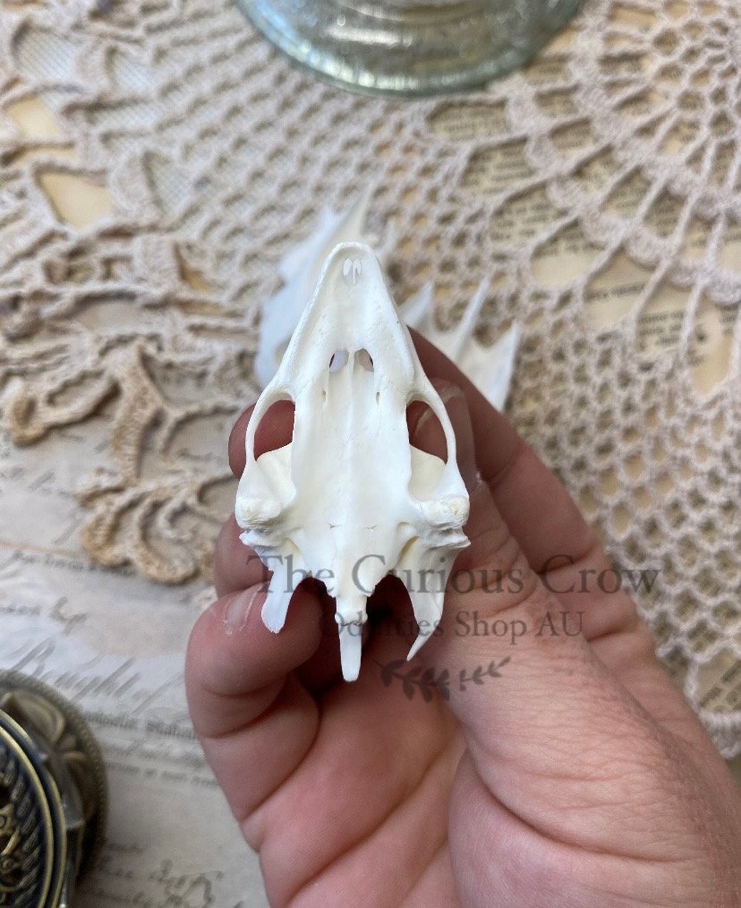 Real Craft Grade Turtle Skull, Bones and Skulls for Art, Real Specimen ...