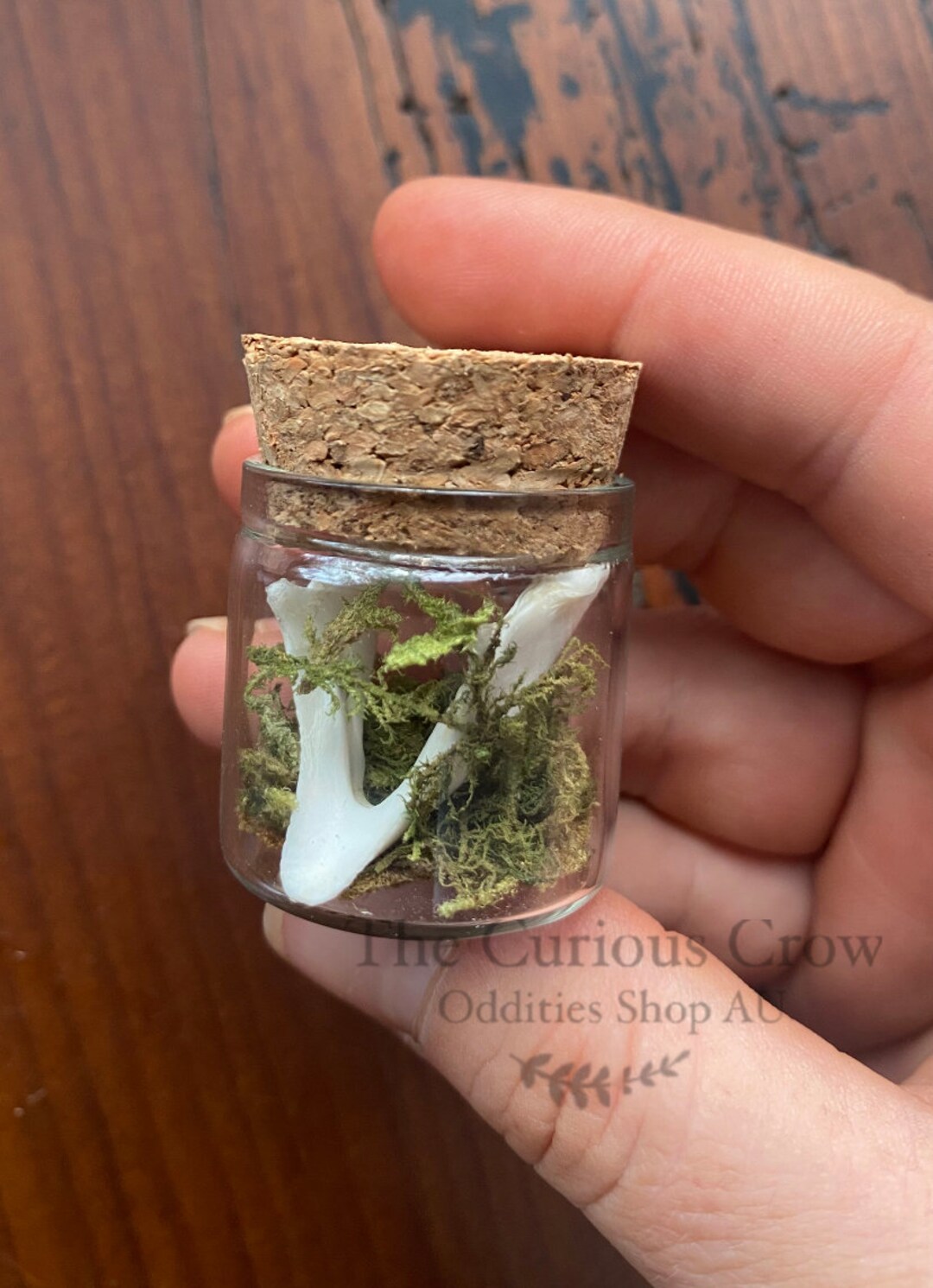 Turtle Jaw Bone Oddity Jar Curiosity Vial Taxidermy Small - Etsy