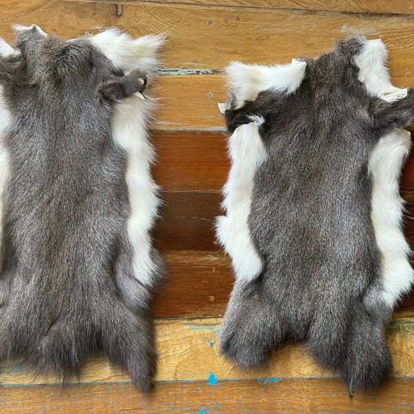 Taxidermy Squirrel - Etsy