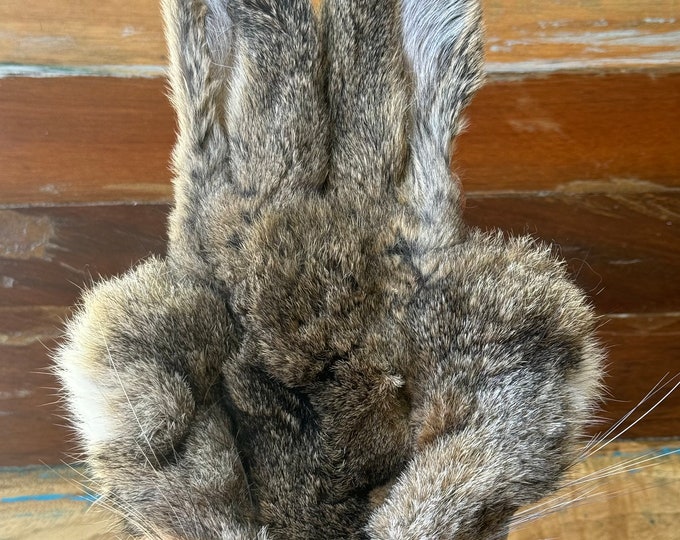 Real Rabbit Face Pelt , Genuine Hare Fur , Curiosities Display ...