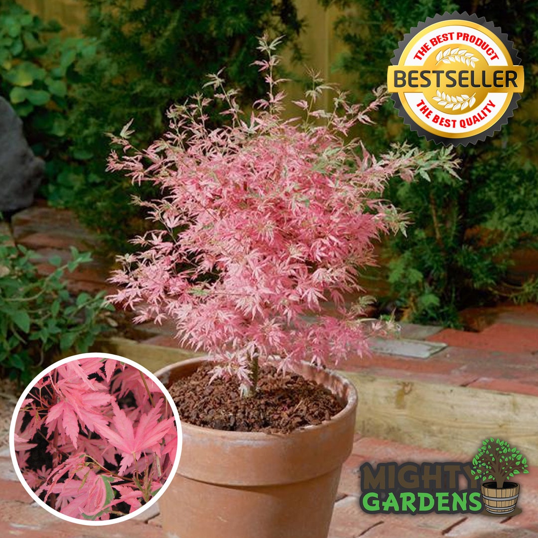 Acer Palmatum Taylor - Salmon Pink Japanese Maple | Gorgeous Deciduous ...