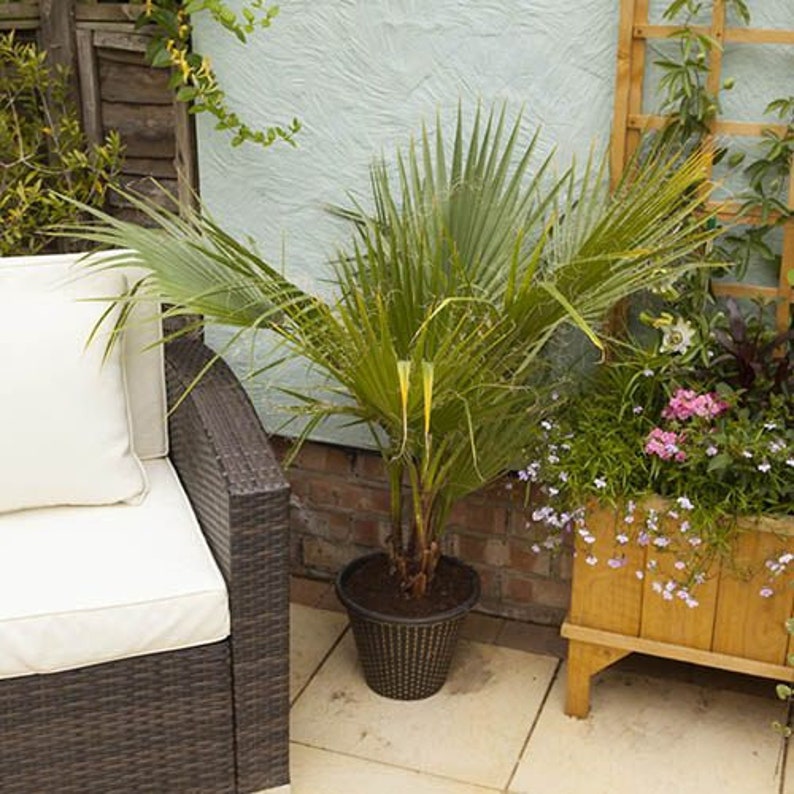 Large Washingtonia Robusta Cotton Palm Tree in 20cm Pot Approx 1m Tall ...