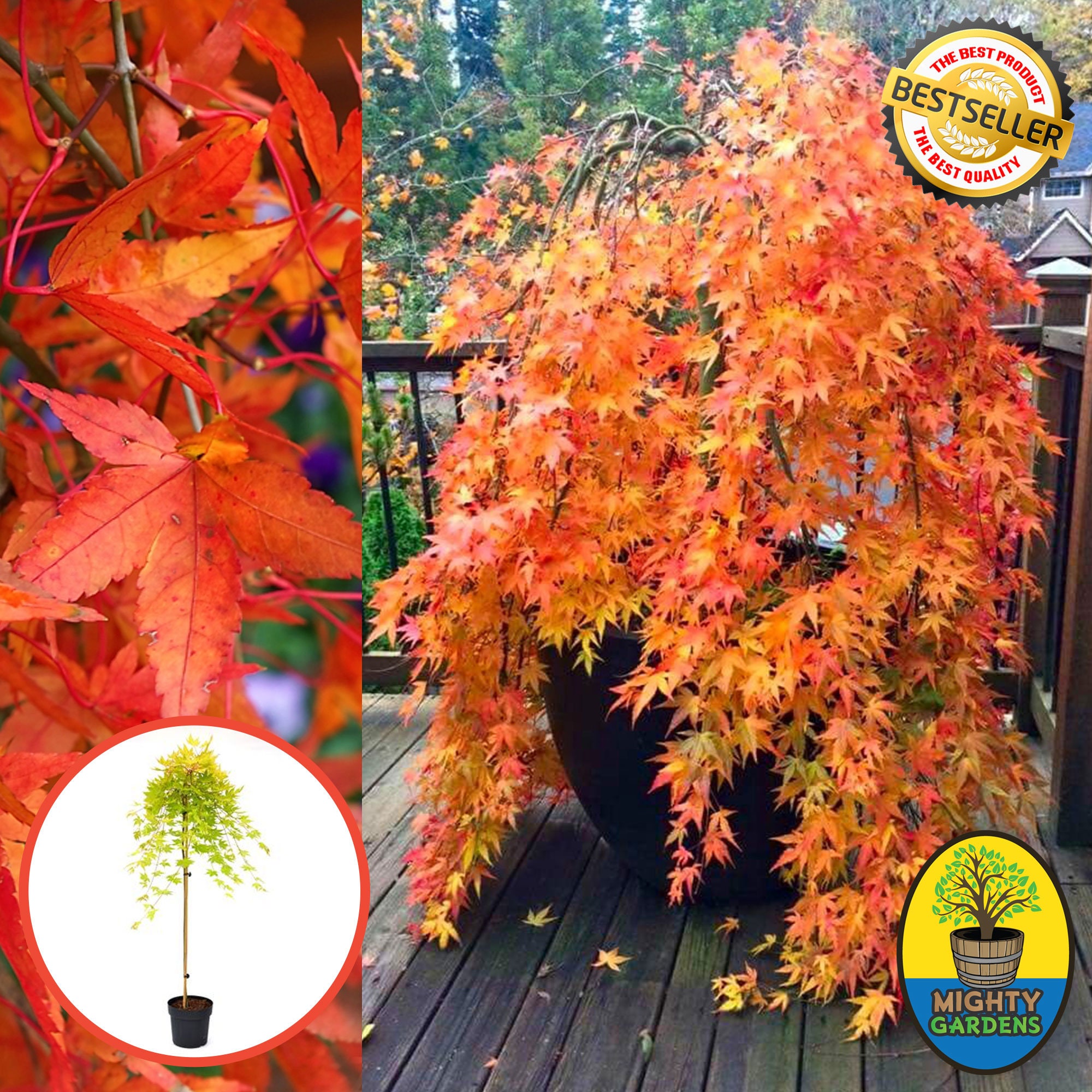 Large Acer Palmatum Cascade Gold Grafted Weeping Waterfall Japanese ...
