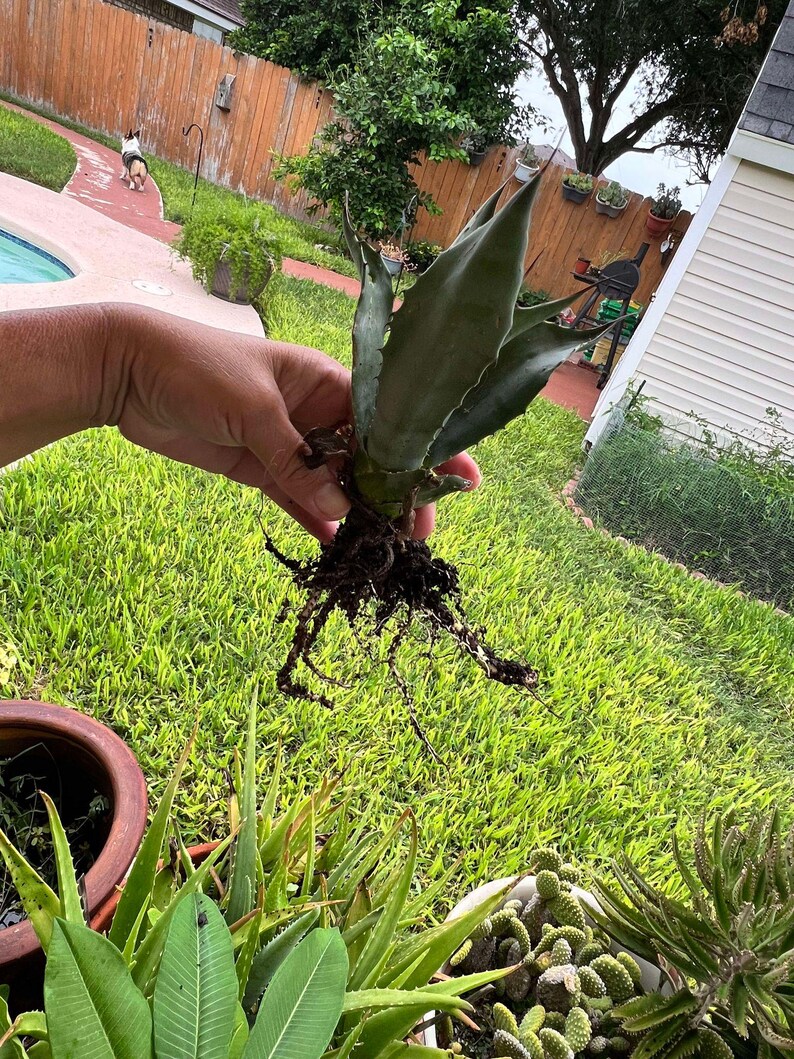 Agave Plant, Live Vibrant Agave Plant, Agave, Hardy Plant - Etsy