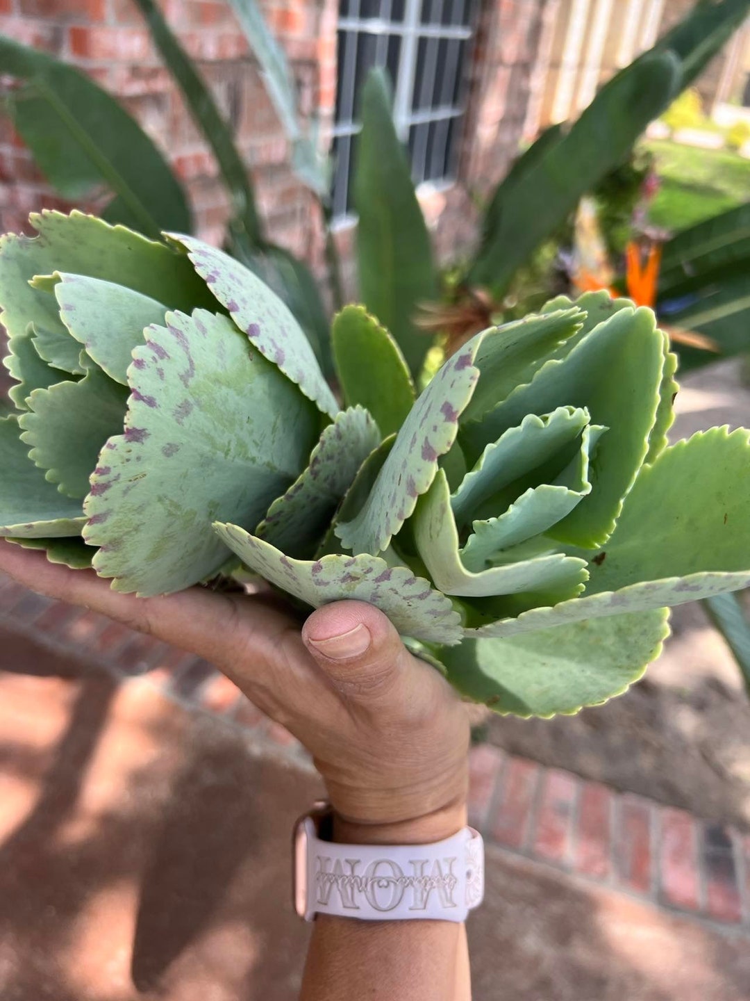 Kalanchoe Marmorata Live Plant - Kalanchoe Pinwiper Rooted Plant or ...