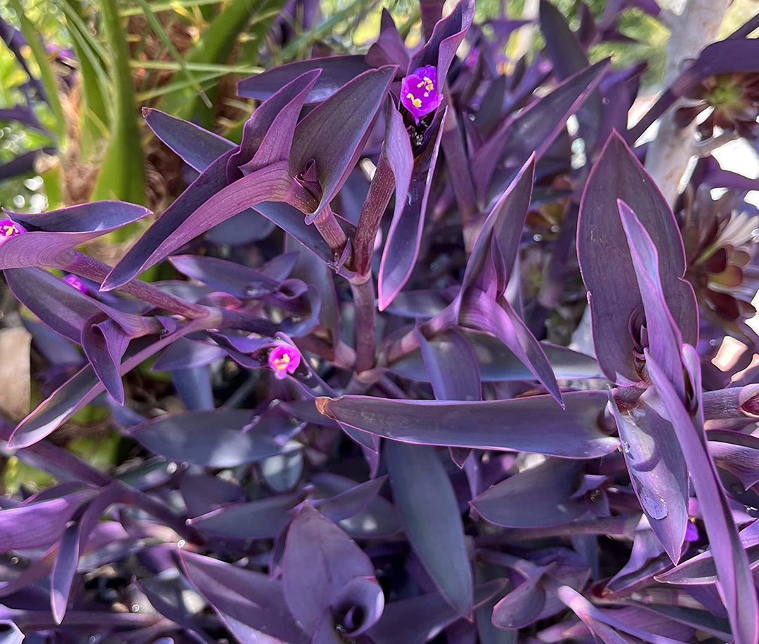 6PC Purple Heart, Wandering Jew Cuttings, Tradescantia Pallida Purpurea ... 6PC Purple Heart, Wandering Jew Cuttings, Tradescantia Pallida Purpurea ...