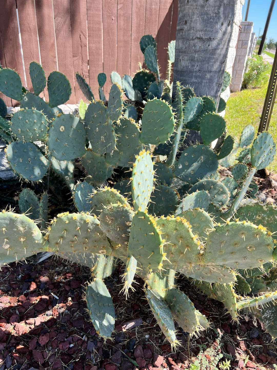 Prickly Pear Cactus Pad, Pricly Pear Flat Rounded Pads With Spines ...