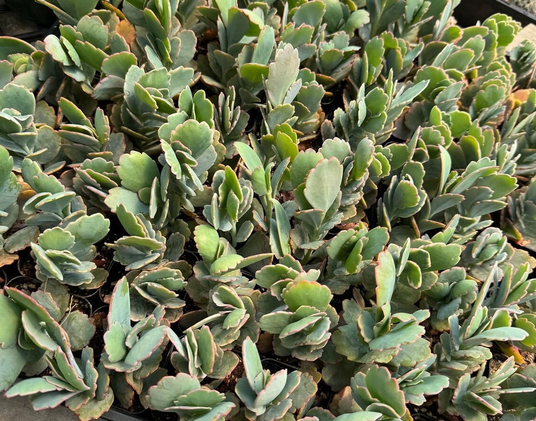 Kalanchoe Fedtschenkoi | Lavender Scallops Succulent, Live Plant, Fully ...