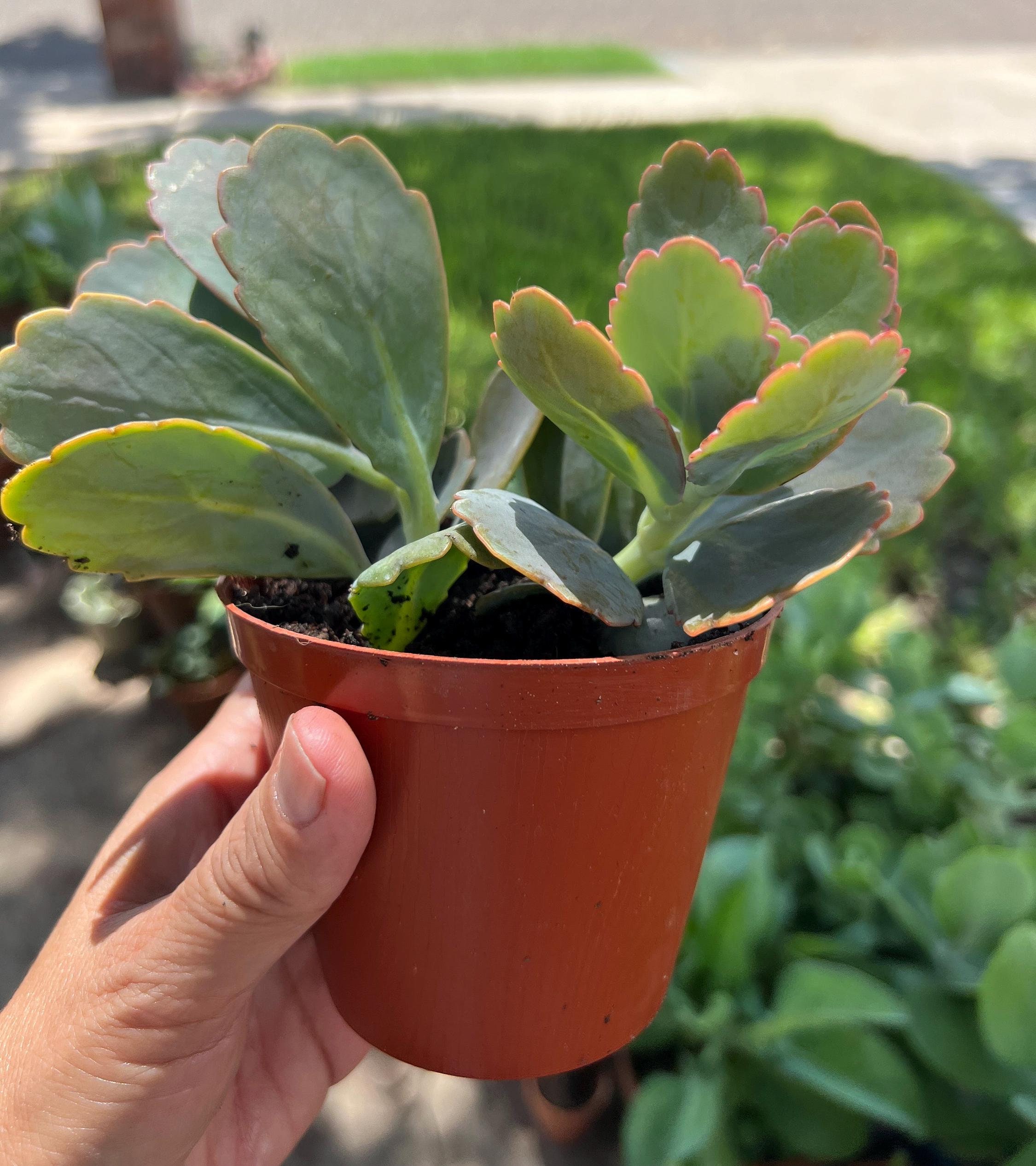 Kalanchoe Fedtschenkoi | Lavender Scallops Succulent, Live Plant, Fully ...