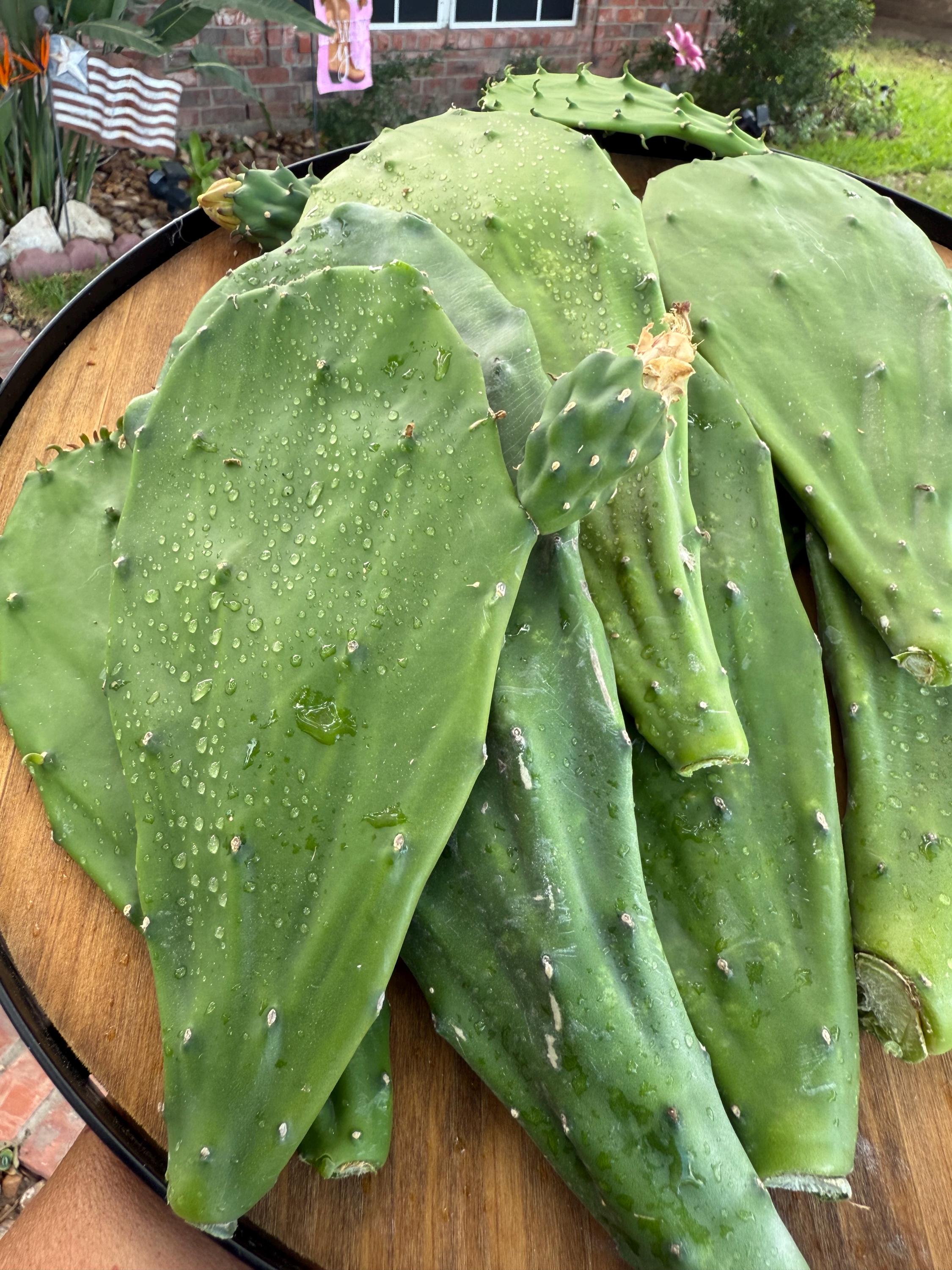 5 Prickly Pear Cactus Fresh Pads--opuntia-or LIVE 6 Medium Size Paddles ...
