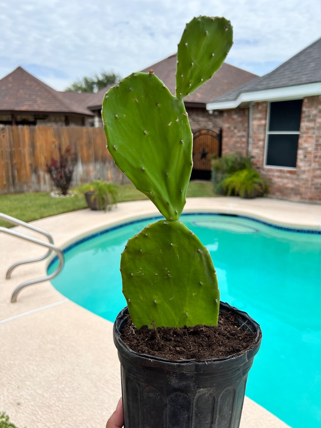 Prickly Pear Cactus Fully Rooted spineless Edible Nopales/cactus Grown ...