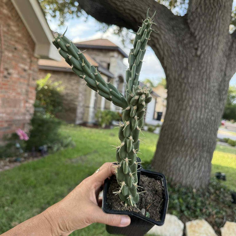 Cholla Cactus - Etsy