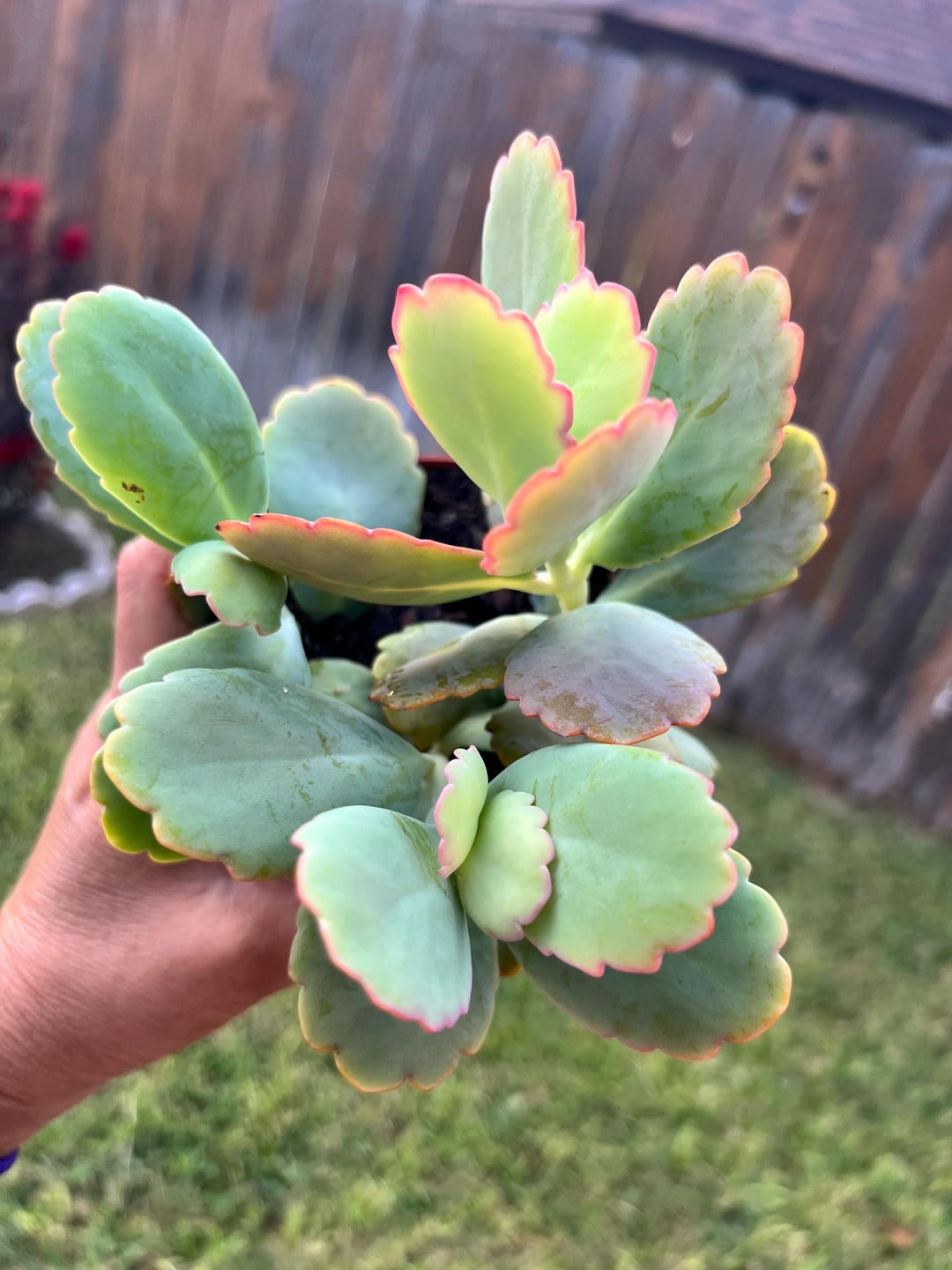 Kalanchoe Fedtschenkoi | Lavender Scallops Succulent, Live Plant, Fully ...