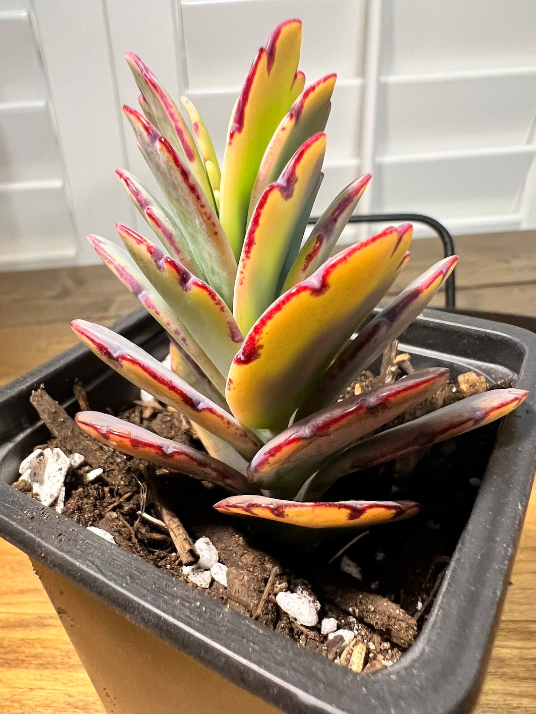 Kalanchoe Fedtschenkoi / Lavender Scallops 2 Pot or 4 Pot, Live Plant ...