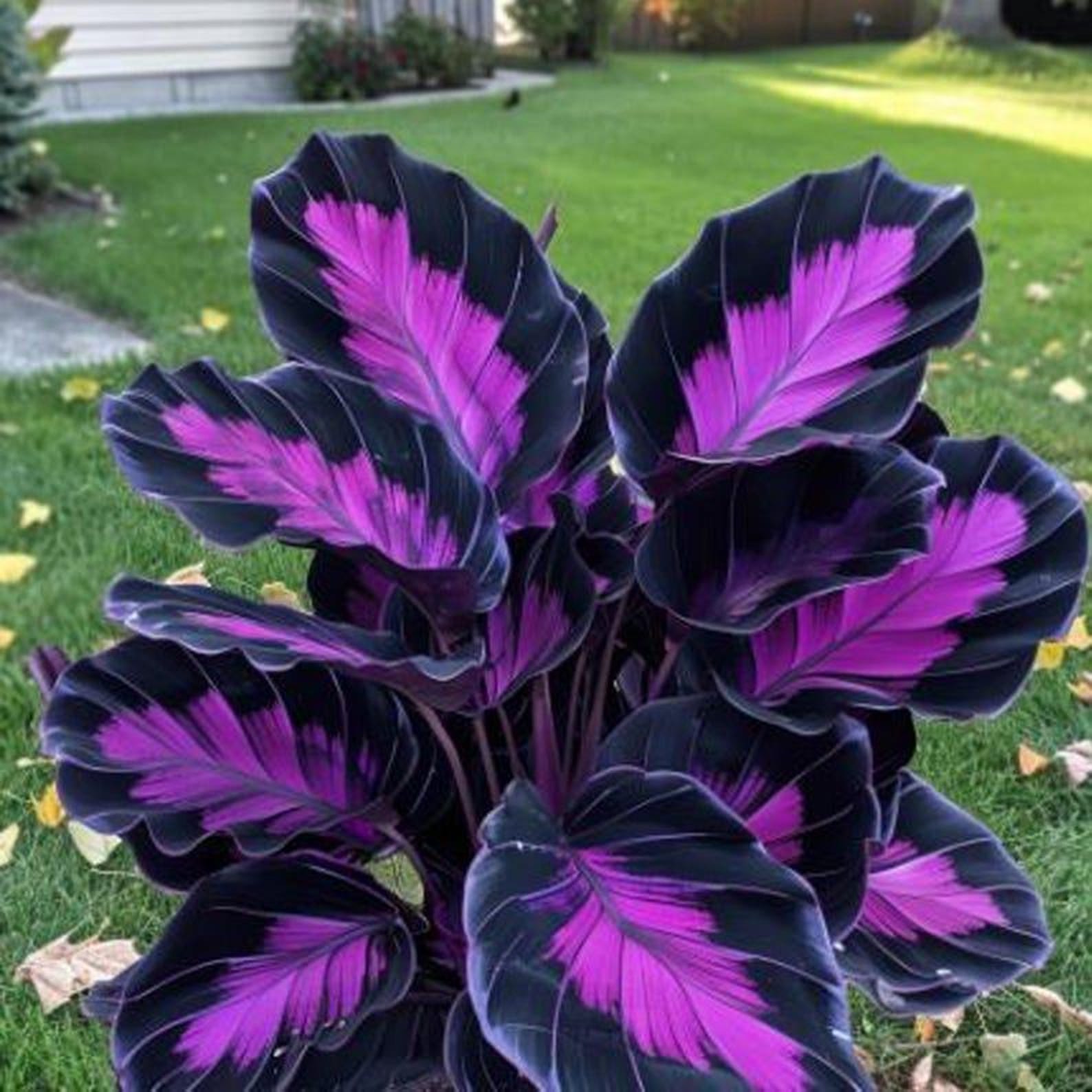25+ Purple Tip Calathea Seeds, Exotic Indoor Plant for Garden ...