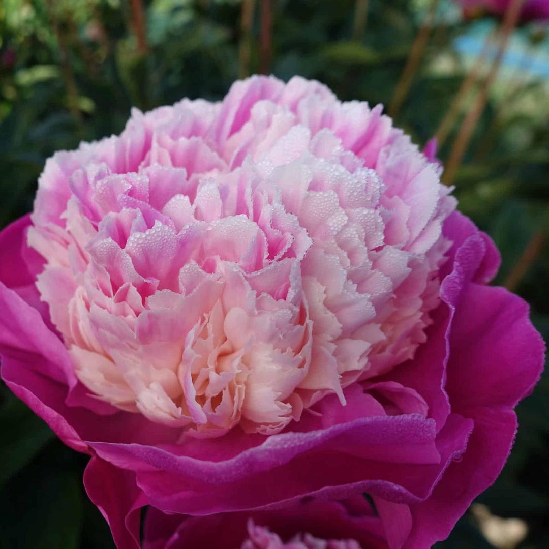 10+ Rare Seeds | Gay Paree Peony Seeds (paeonia Lactiflora), Pink ...