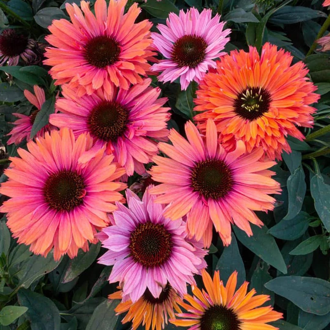 50 Sunseeker Rainbow Coneflower Seeds, Vibrant Multicolor Echinacea ...