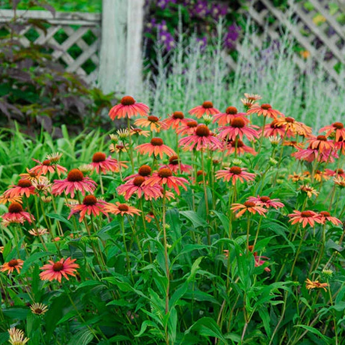50 Sunseeker Rainbow Coneflower Seeds, Hardy Perennial Pollinator ...