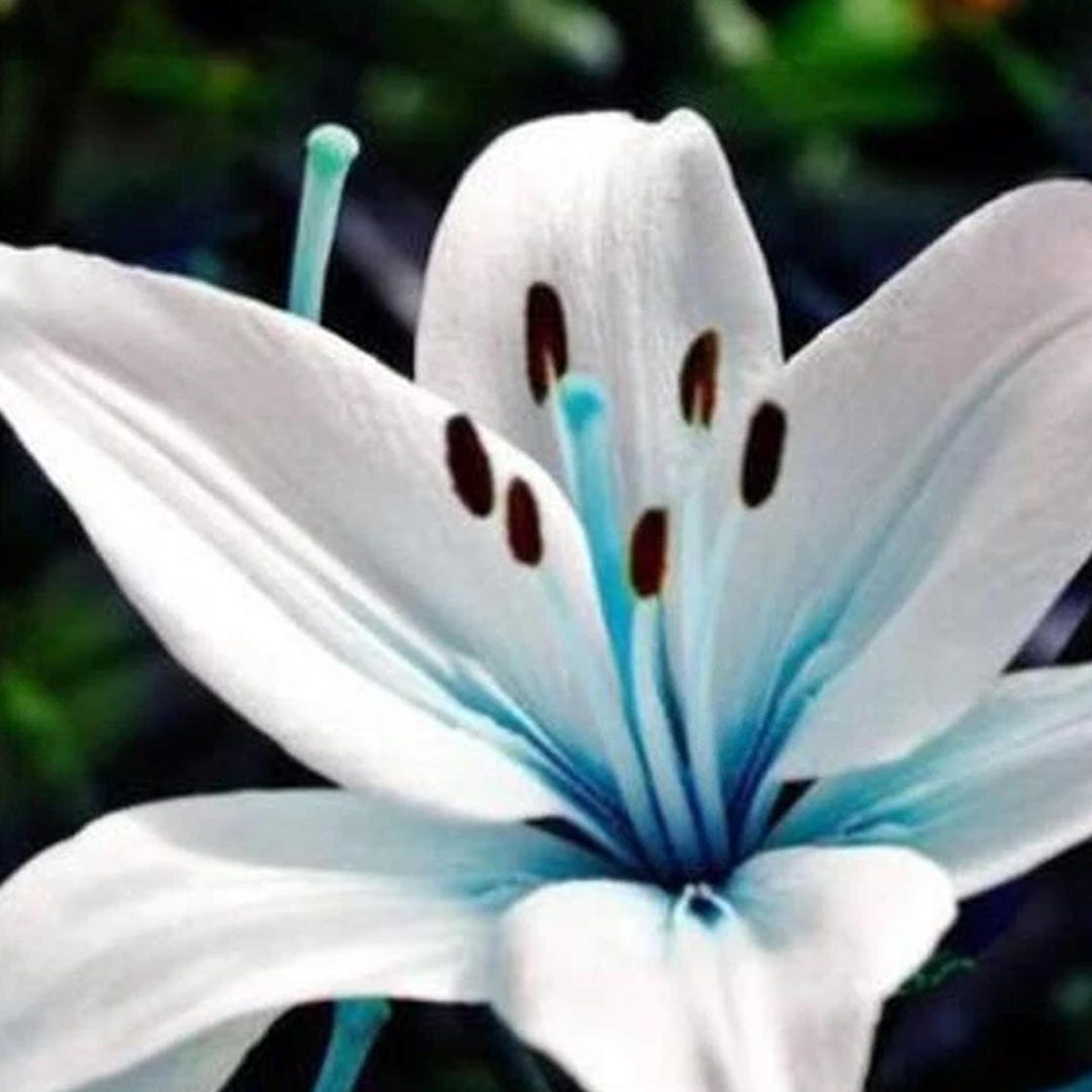 45+ Blue Lily Flower Seeds, Soft Blue Decorative Blooms, Ornamental ...