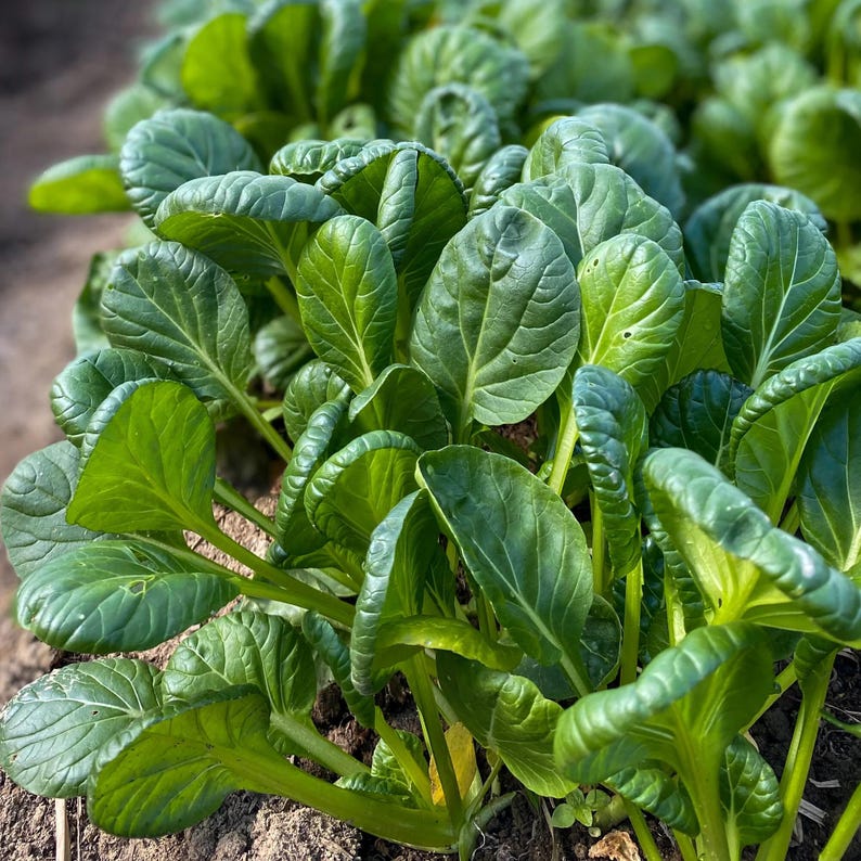 210 Seeds | Tatsoi Mustard Green Seeds, Heirloom Asian Green With ...