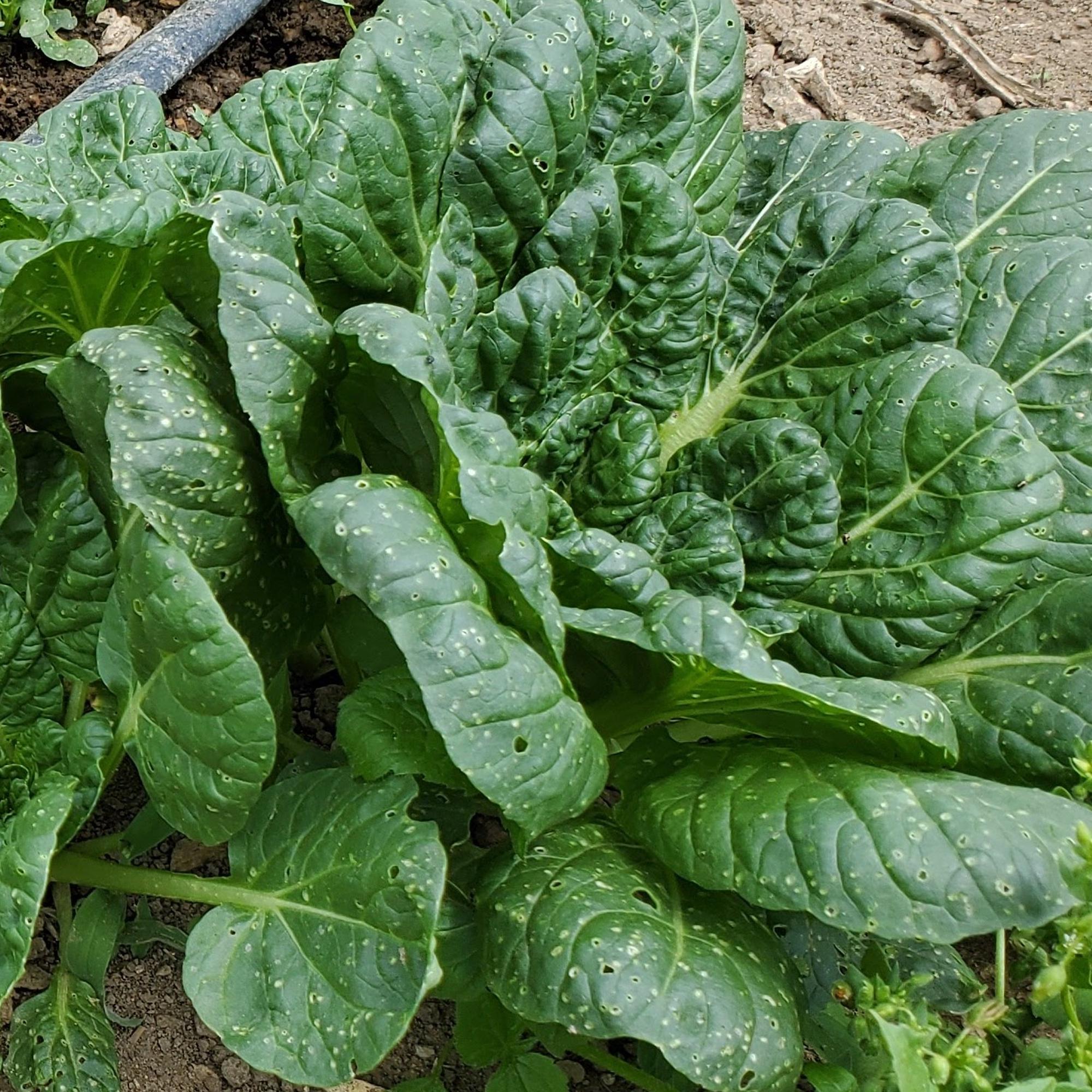 210 Seeds | Tatsoi Mustard Green Seeds, Heirloom Asian Green With ...