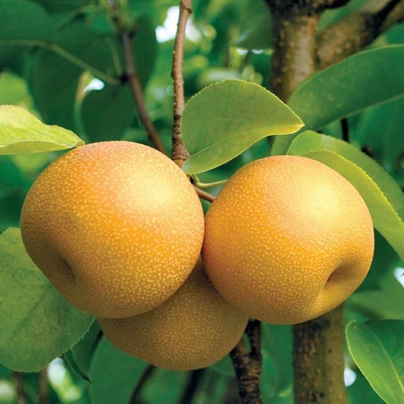 25 Hosui Pear Seeds, Asian Pear Tree Seeds for Easy-grow Home Orchards ...