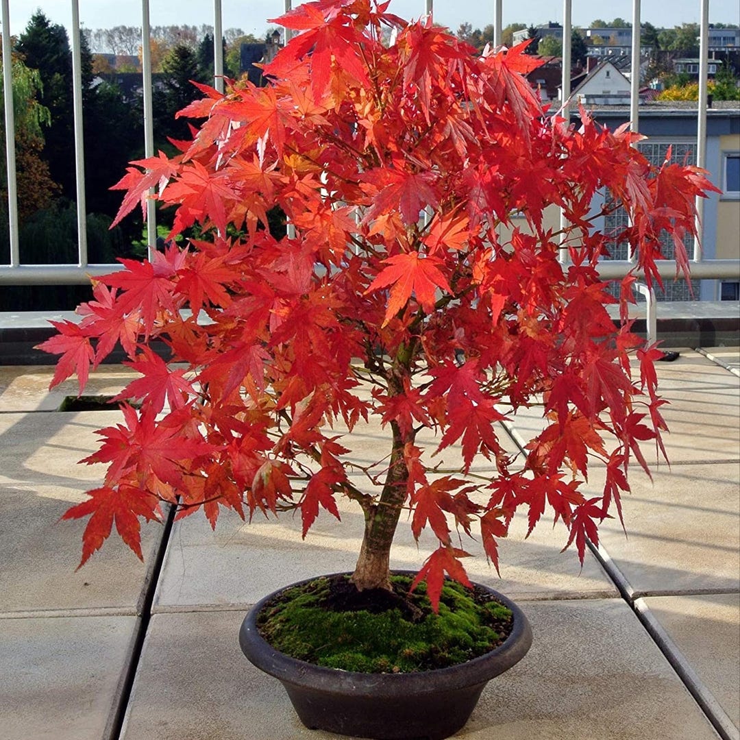 20 Seeds | Japanese Red Maple Tree Seeds for Bonsai Growing, Vibrant ...