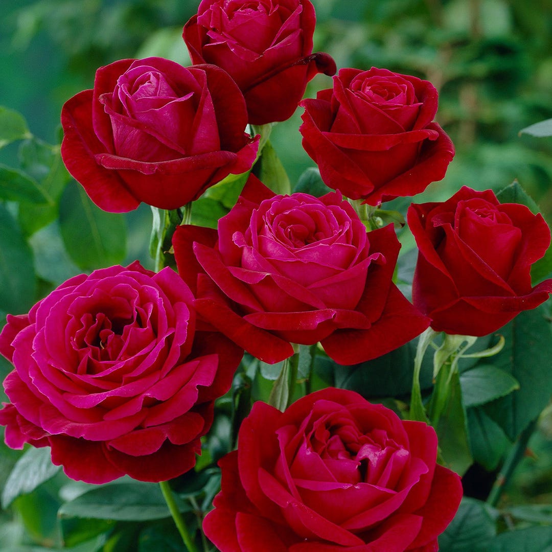 30 Lincoln Rose Seeds, Heirloom, Perennial, Authentic Seeds, Romantic ...