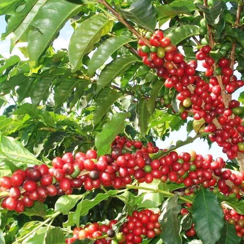 10 Seeds Coffea Arabica, Tropical Coffee Bean Plant,exotic Indoor ...