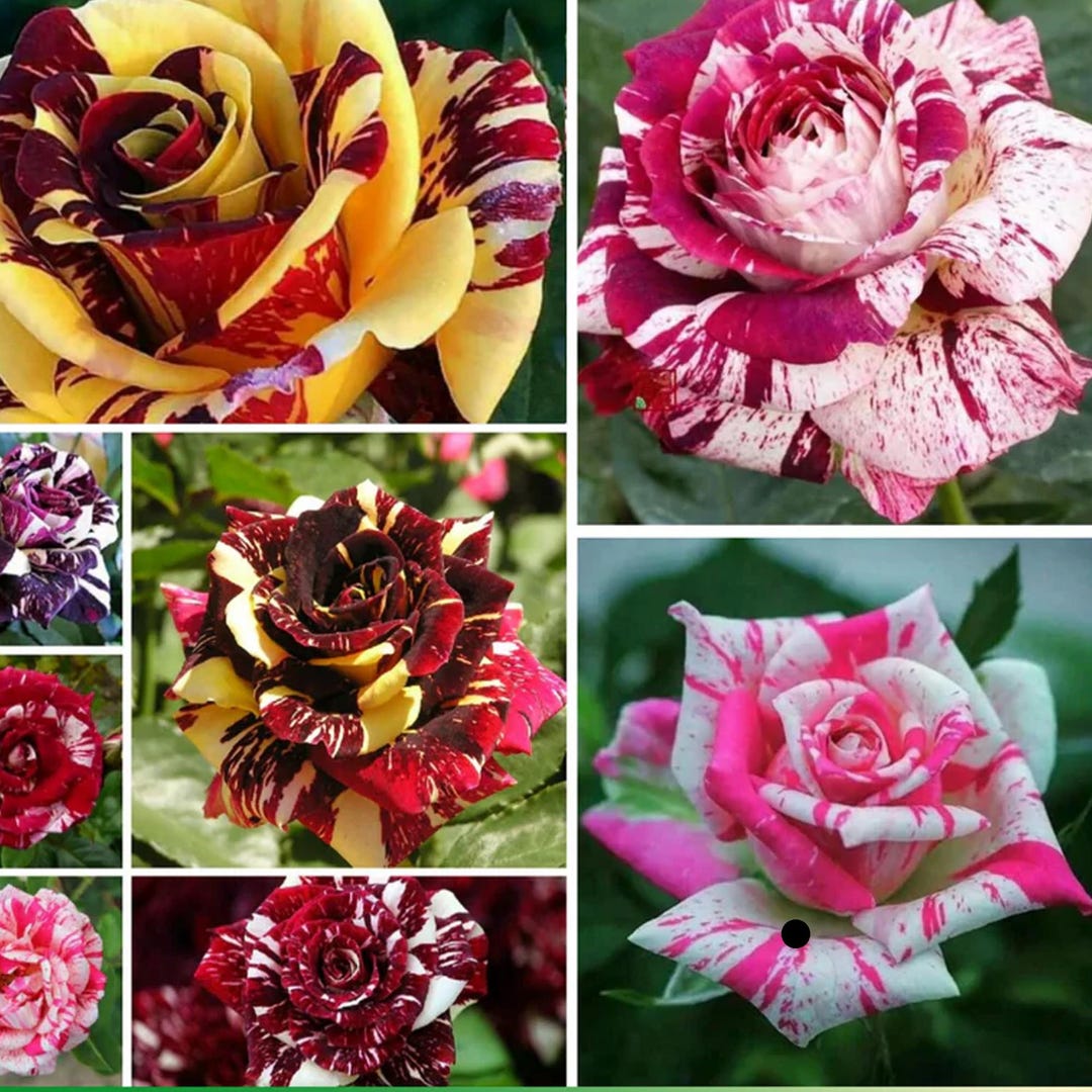 30 Seeds | Multi-color Mix Rose Seeds, Vibrant Garden Roses, Easy to ...
