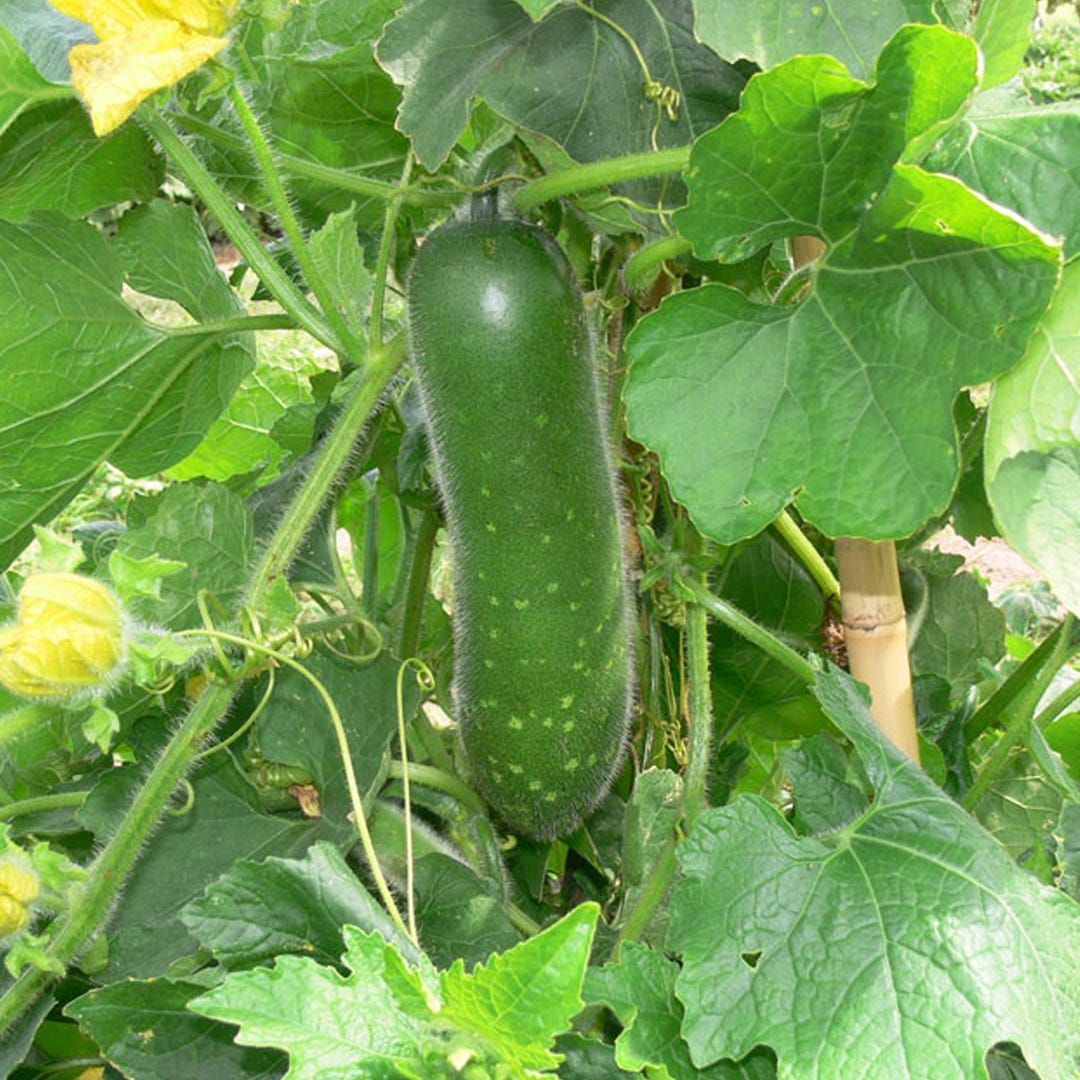 20 Organic Hairy Skin Gourd Seeds | Fuzzy Melon and Wax Gourd Variety ...