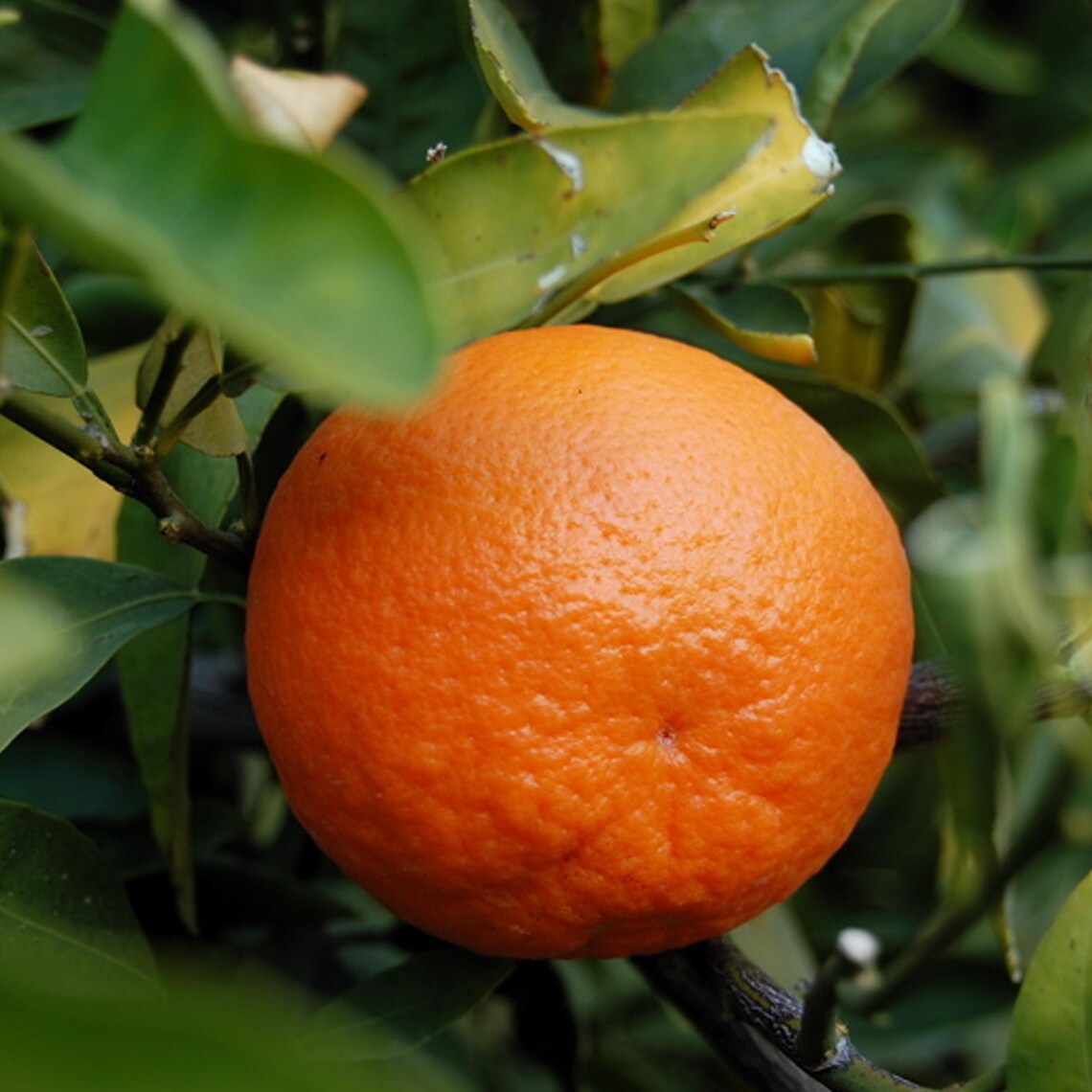 20 Tangerine Mandarin Orange Seeds Sweet Fruit Tree Tropical Garden ...