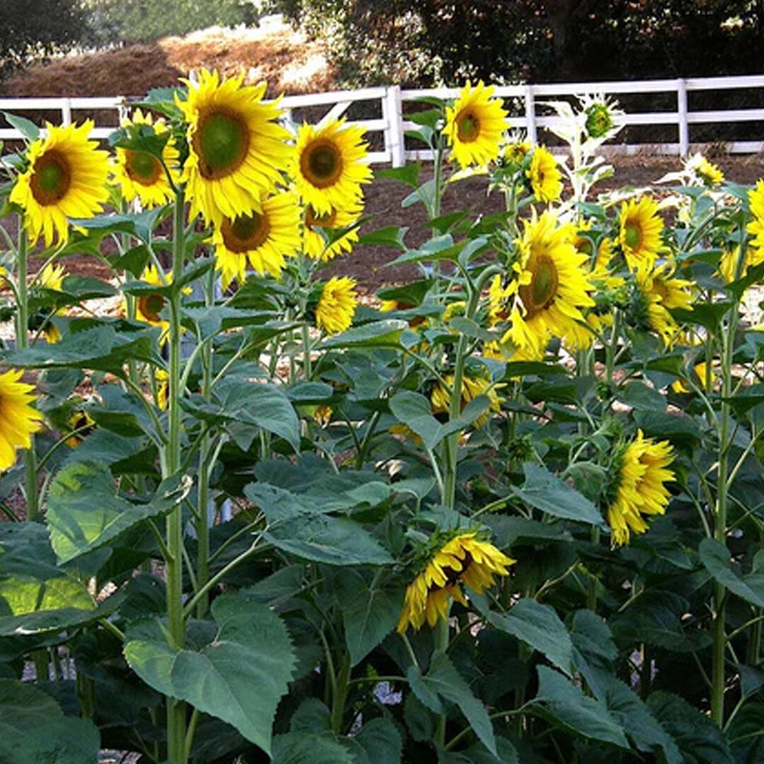 50 Heirloom Mammoth Grey Stripe Sunflower Seeds, Giant Tall Sunflowers ...
