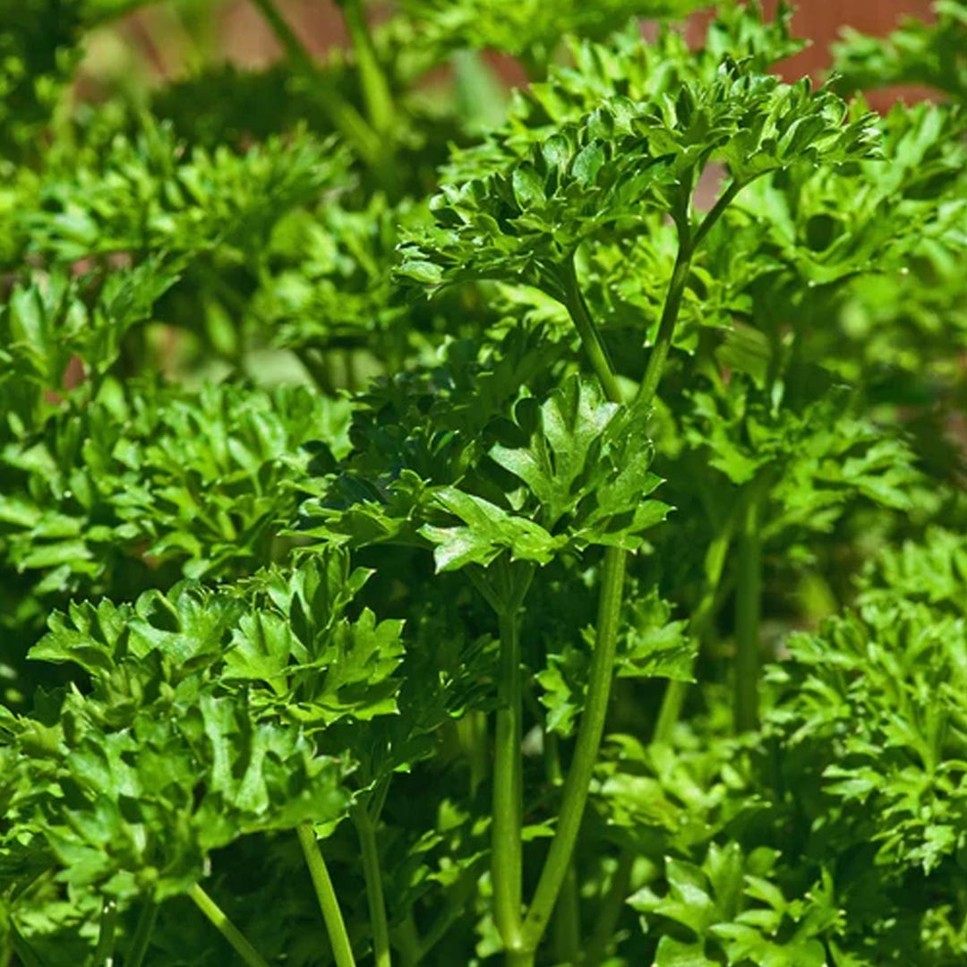 210 Seeds Triple Moss Curled Parsley, Flavorful Heirloom Herb With ...