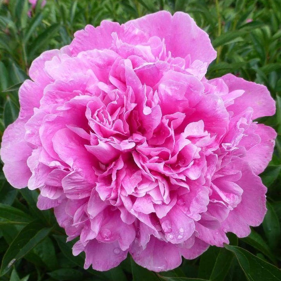 10+ Rare Seeds | Edulis Superba Peony Seeds (paeonia Lactiflora ...