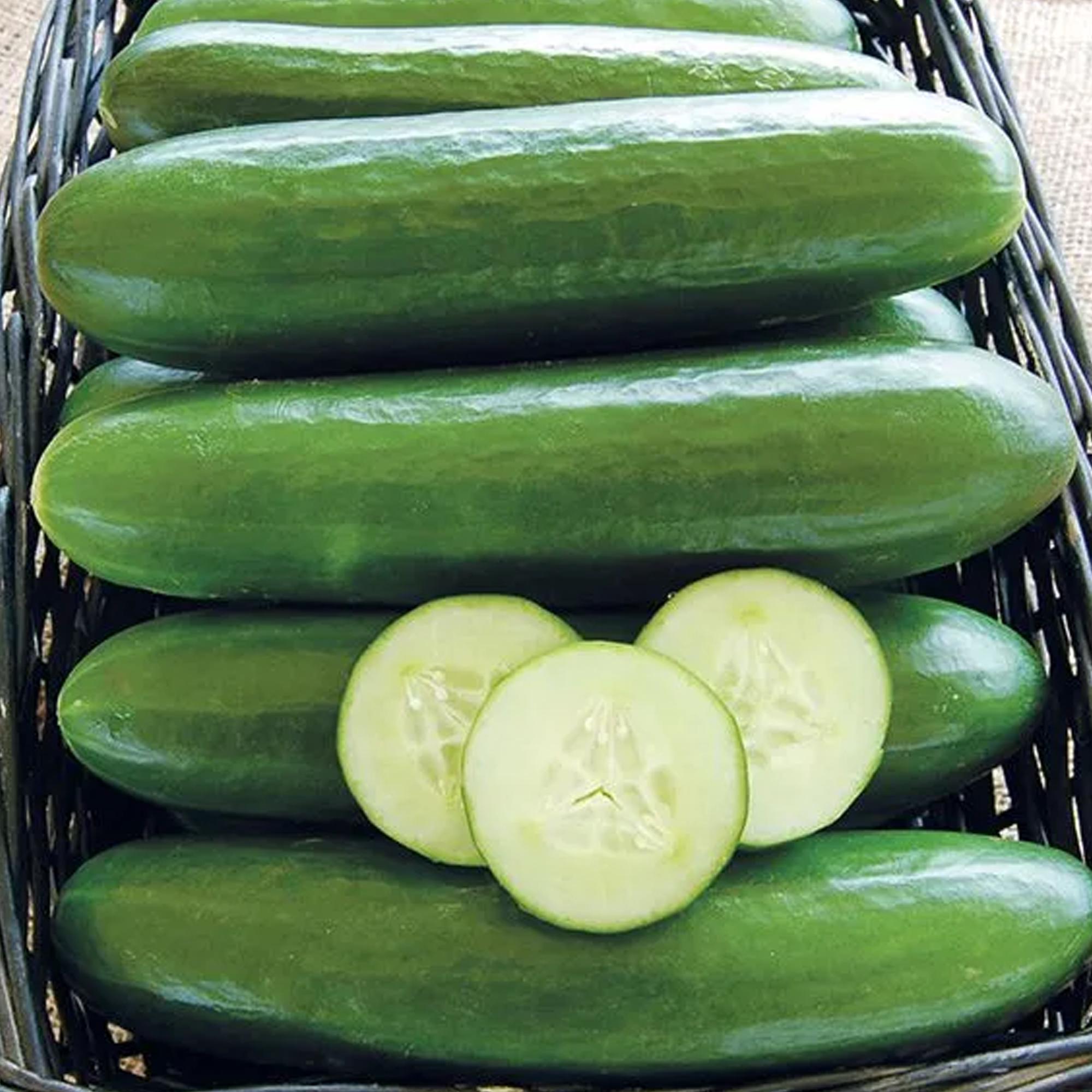 30 Seeds | Muncher Cucumber Seeds for Planting, Sweet Burpless Slicing ...