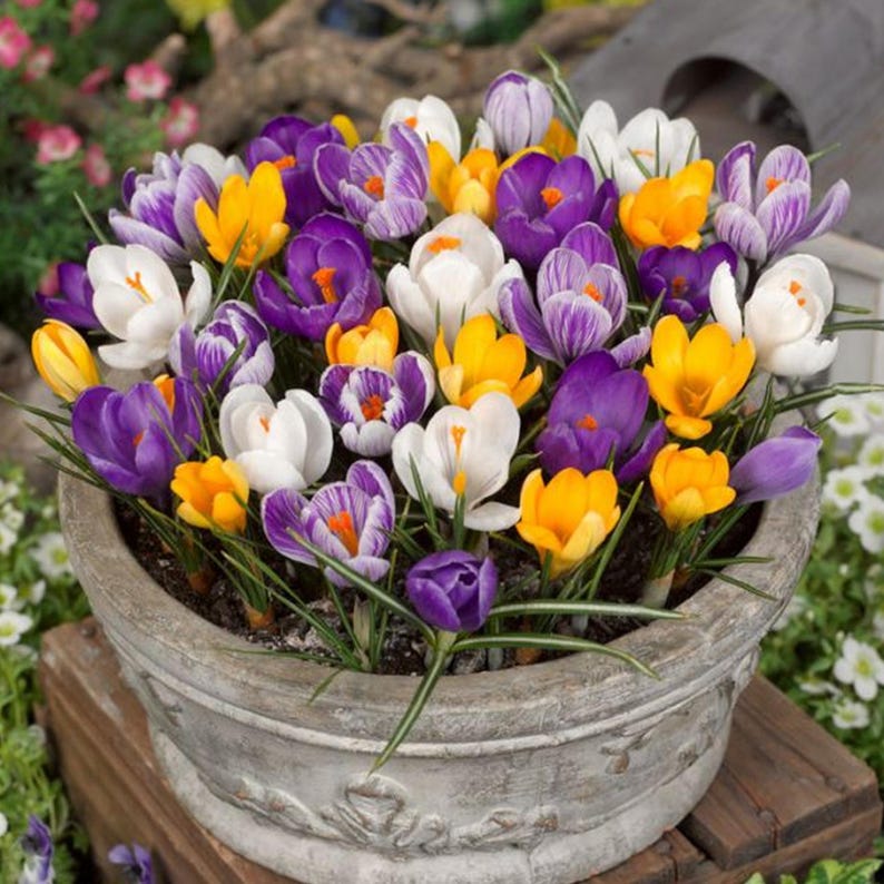 60 Crocus Chrysanthus Mix Bulbs Early Spring Blooms Colorful Dwarf ...