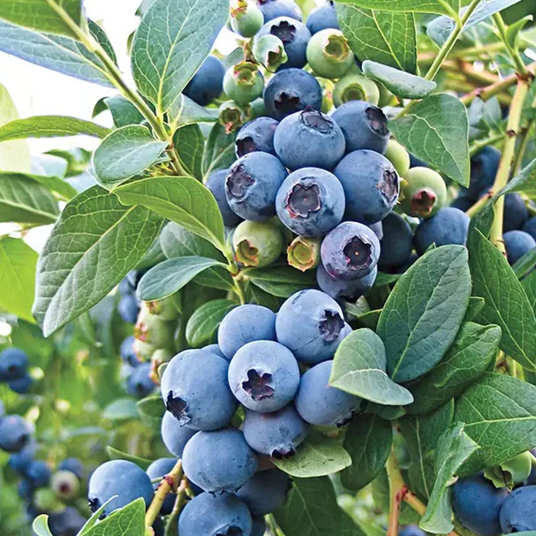 200+ Southern Blueberry Fruit Seeds for Planting, High-yield Berry Bush ...