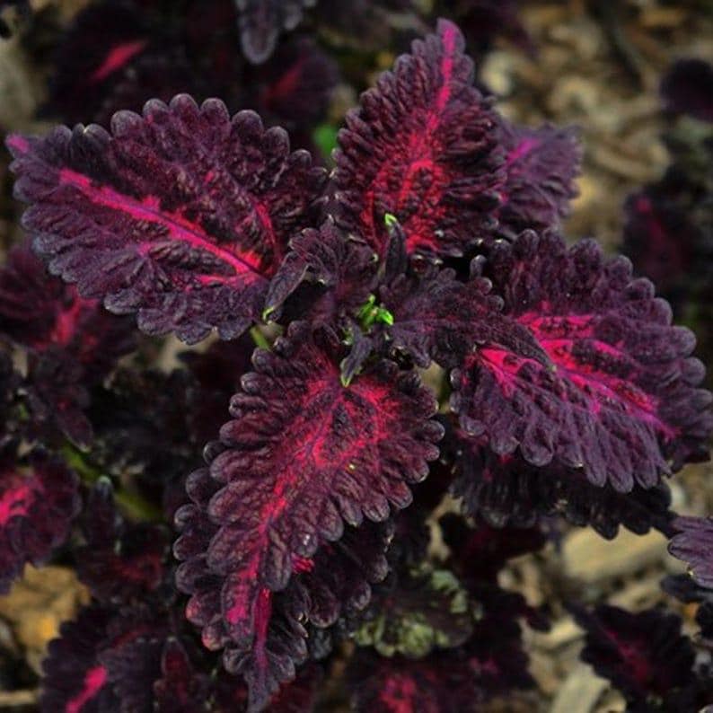 25+ Black Purple Coleus Seeds, Are Ornamental Foliage, Shade Plant for ...
