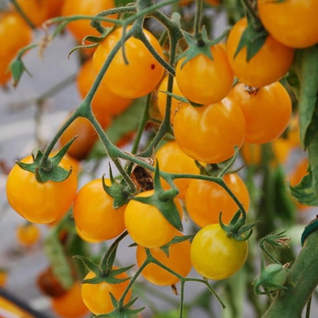 30 Seeds | Gold Nugget Tomato Seeds, Heirloom Cherry Tomato Variety ...