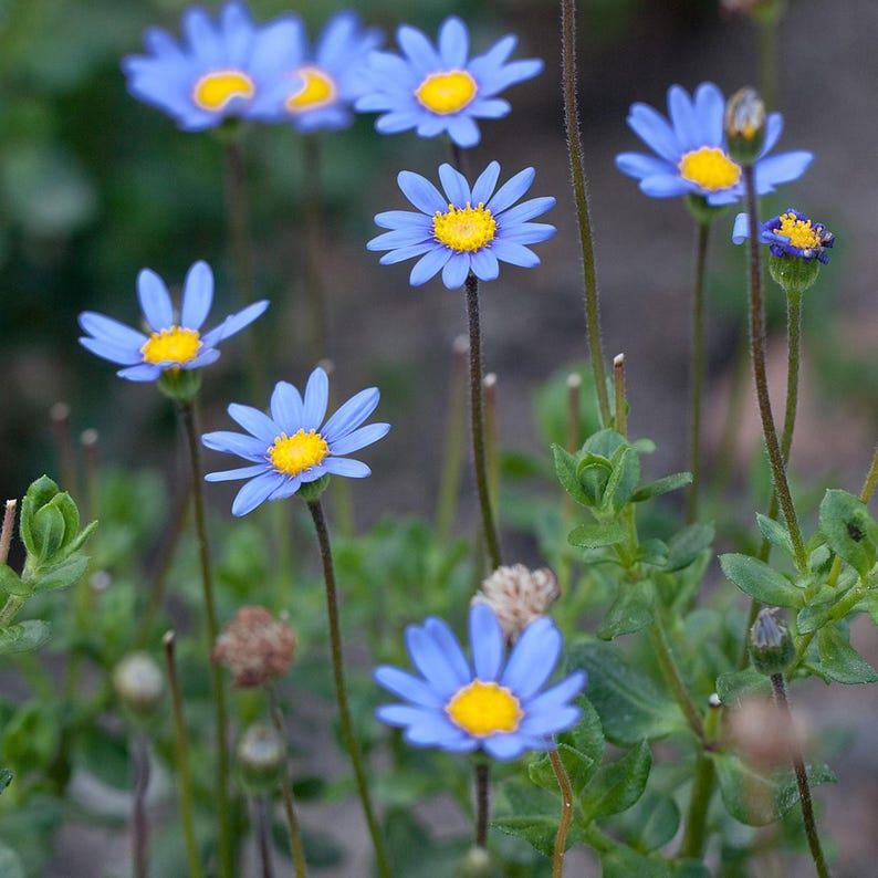 100 Plus Blue Felicia Daisy Flower Seeds for Bright Sky Blue Blooms ...
