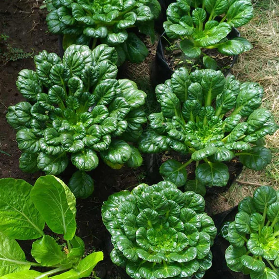 210 Seeds | Tatsoi Mustard Green Seeds, Heirloom Asian Green With ...