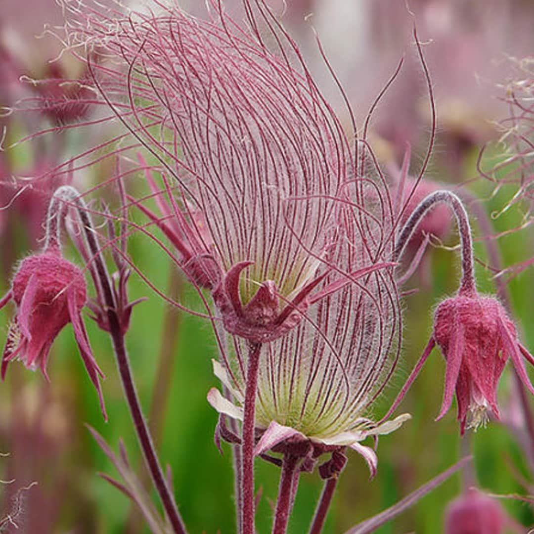 20 Prairie Smoke Fire Seeds, Natural, Geum Triflorum, Native Wildflower ...