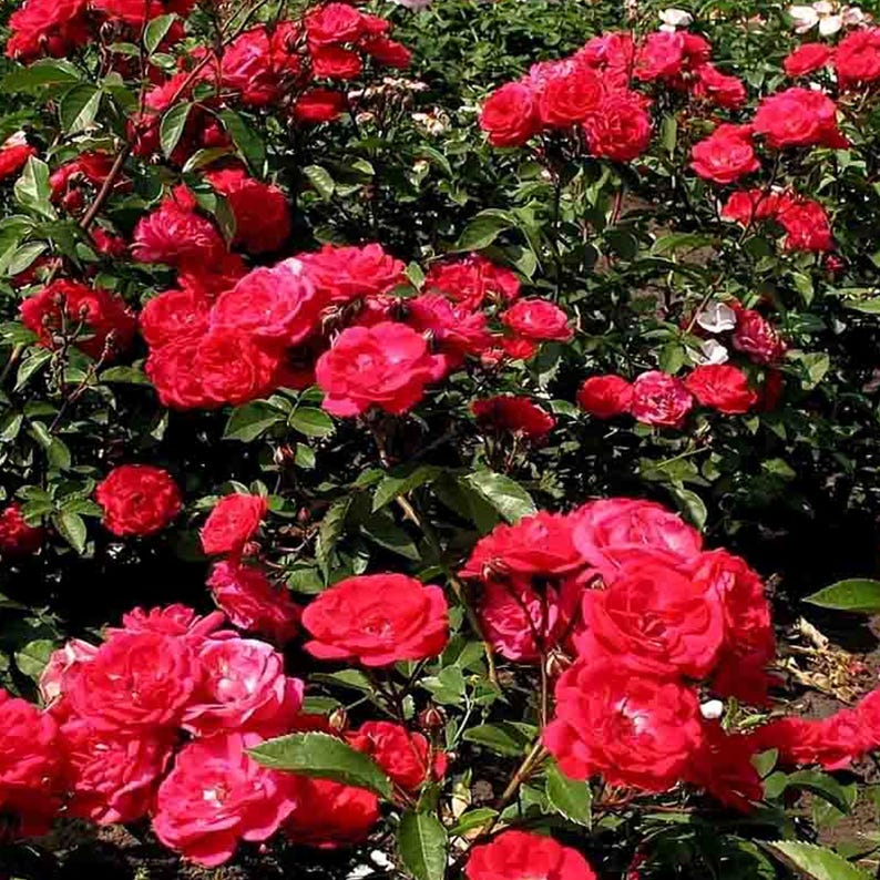 30+ Seeds Red Fairy Rose, Rare Perennial Rose Bush, Compact Shrub With ...