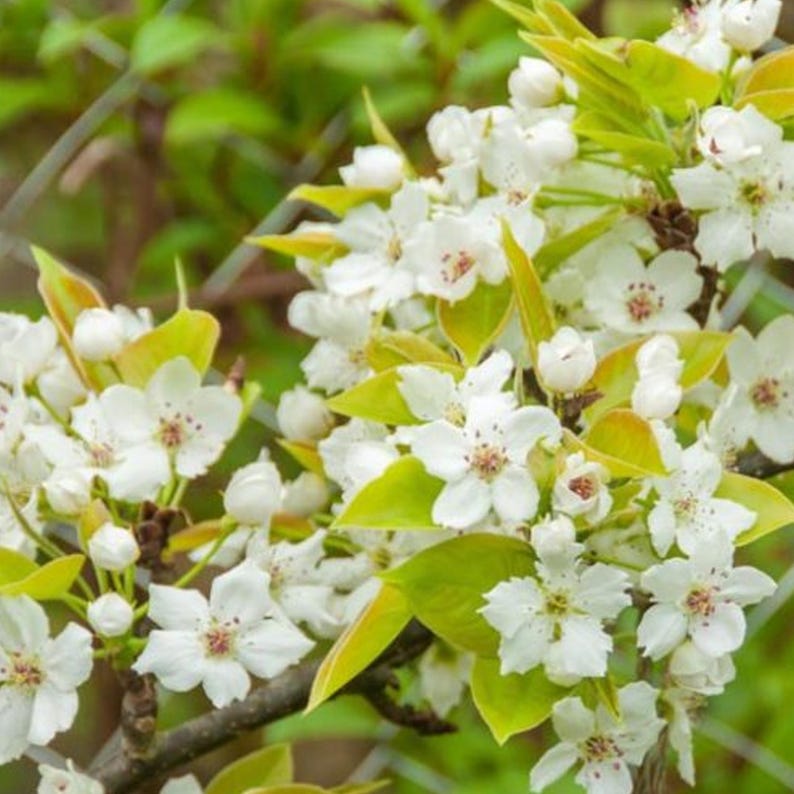 25 Hosui Pear Seeds, Asian Pear Tree Seeds for Easy-grow Home Orchards ...
