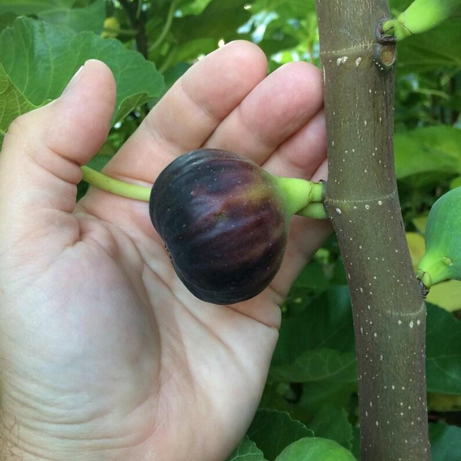 100 Seeds | Black Madeira Fig Seeds, Rare Heirloom Fruit Tree Seeds ...
