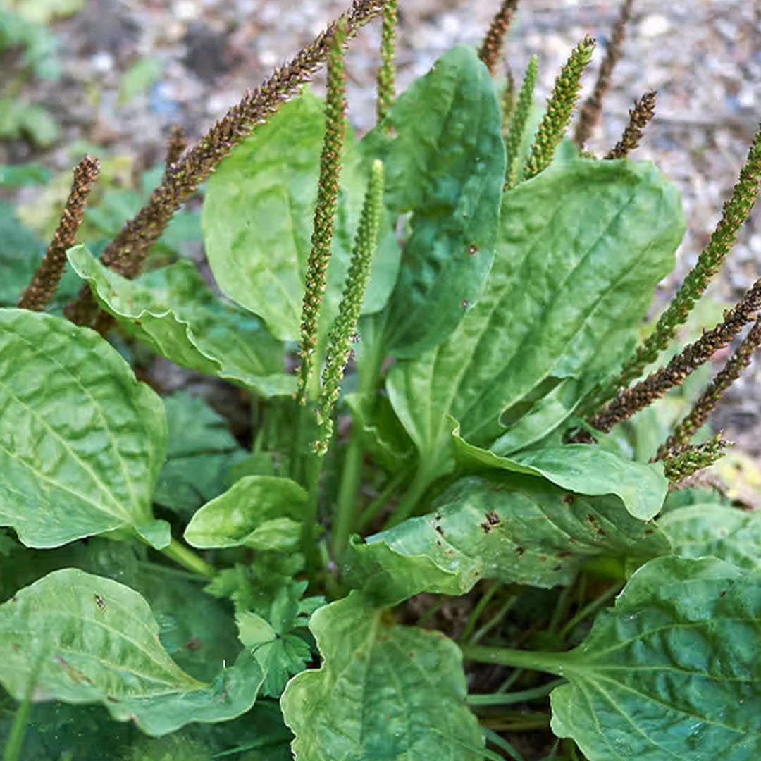 100 Seeds | Plantain Broadleaf Herb Seeds, Heirloom Non-gmo Perennial ...