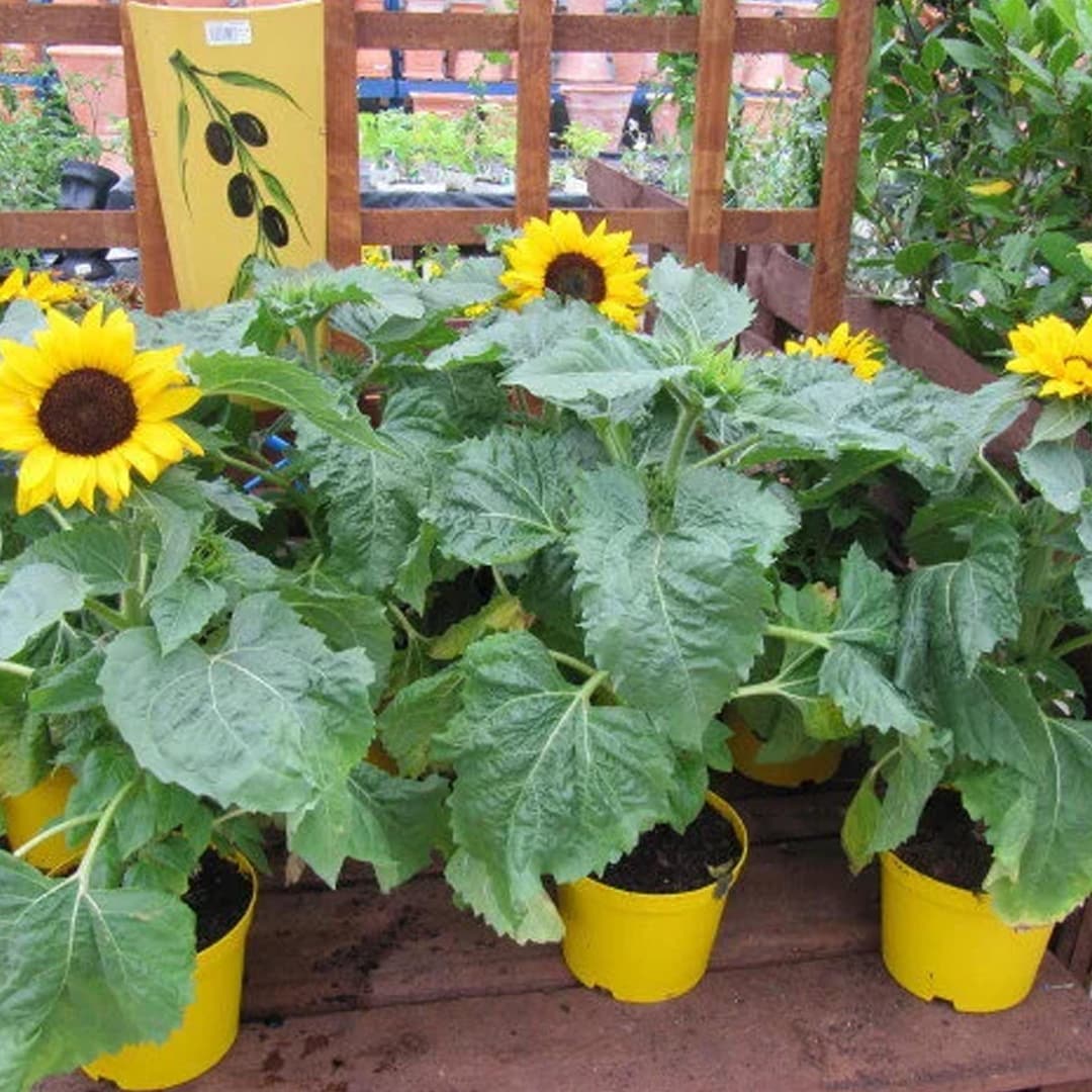 15 Dwarf Sunspot Sunflower Seeds Compact Yellow Blooms for Pots Borders ...
