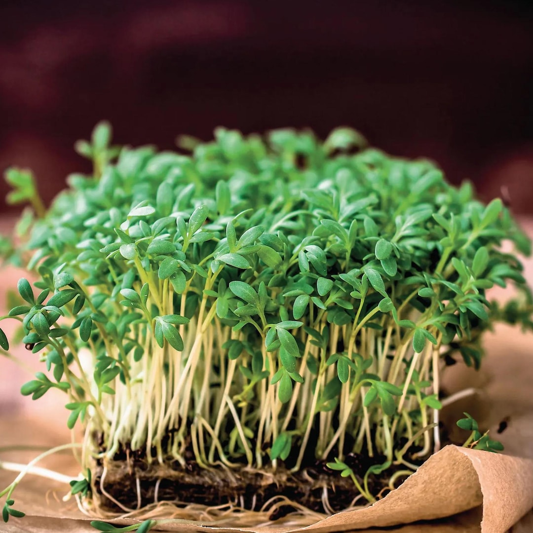 500+ Seeds Pepper Cress, Fast Growing, Peppery Flavor, Nutrient-rich ...